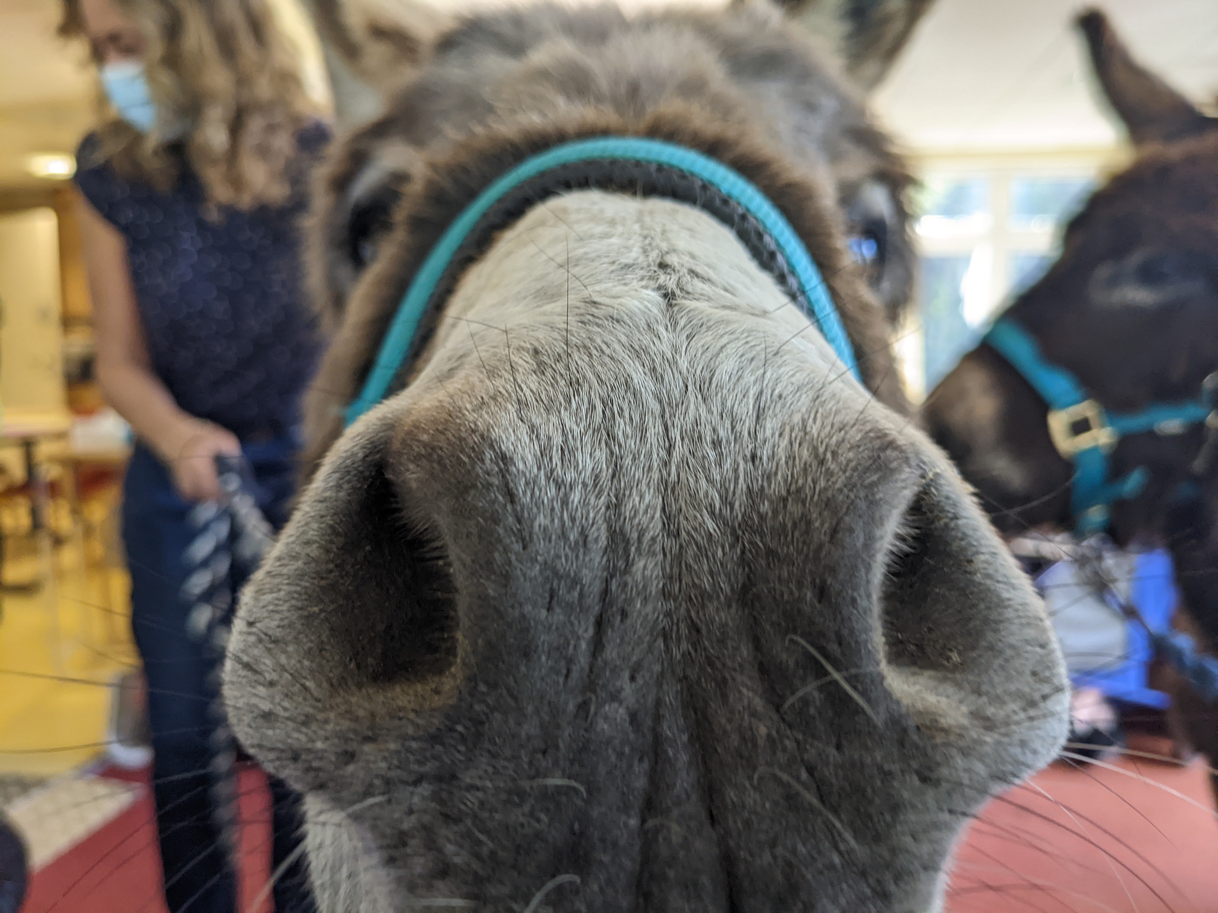 A donkey visit is not just for Christmas! - Weldmar Hospicecare